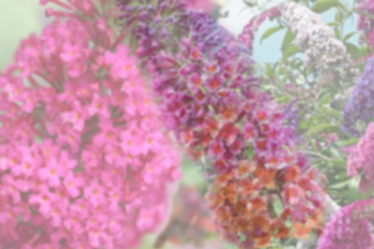 Buddleia (Butterfly Bush) – Sonja Lei Art