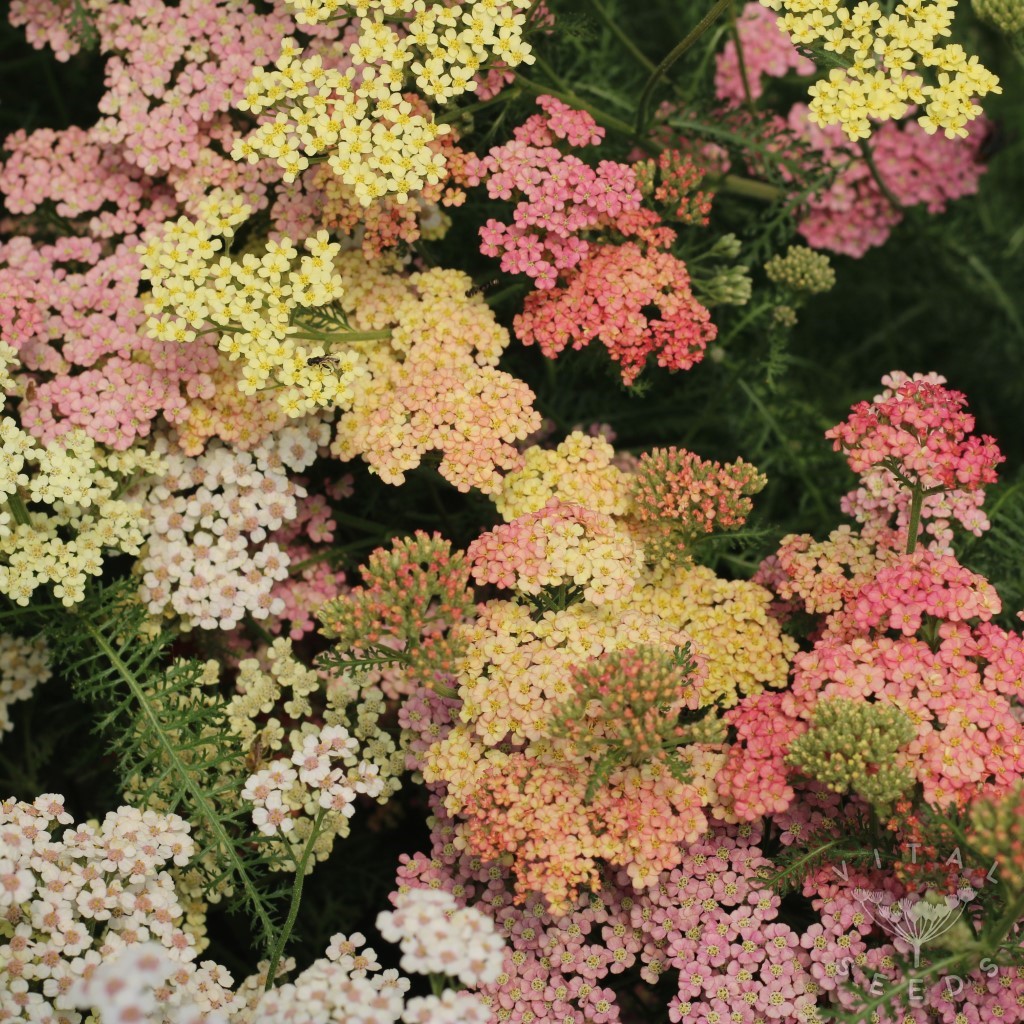 Writing Through Loneliness: The Power of Yarrow and Community. – Sonja ...